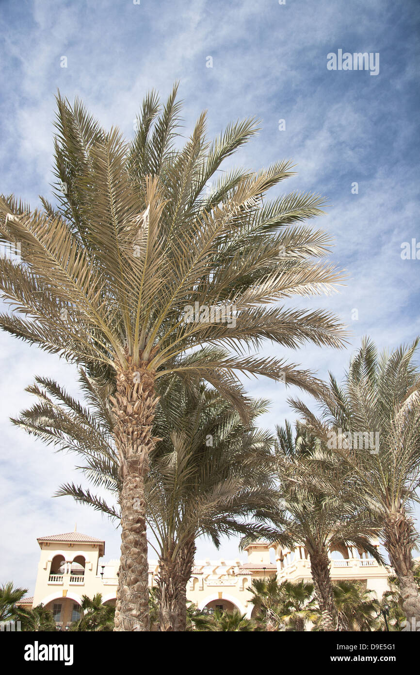 African Palm trees at bright summer day Stock Photo - Alamy
