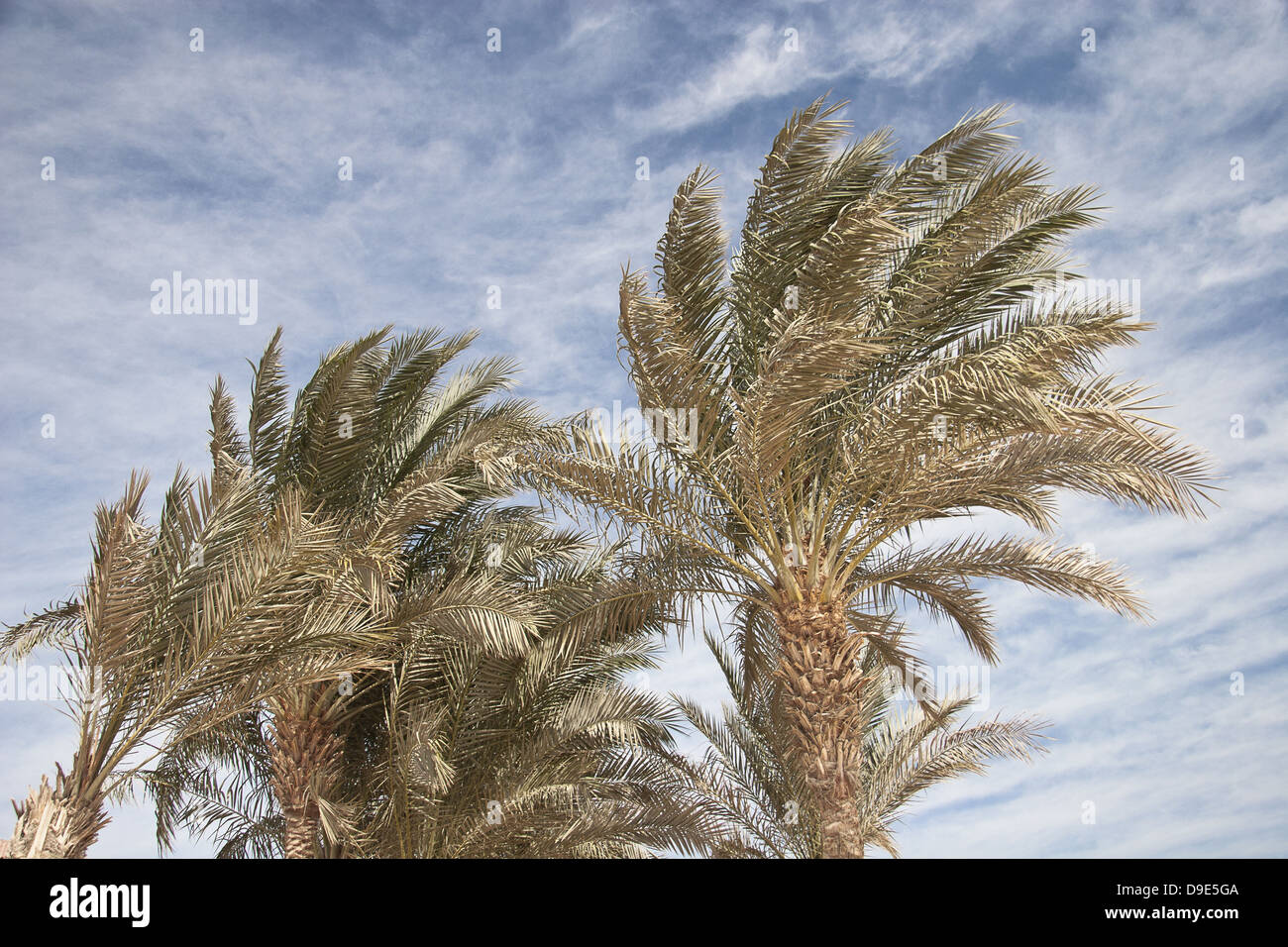 African Palm trees at bright summer day Stock Photo - Alamy