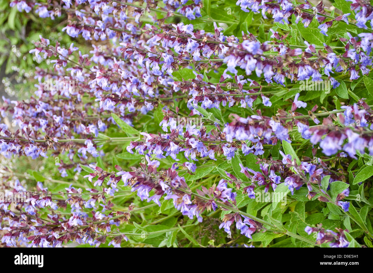 Salvia officinalis common sage hi-res stock photography and images - Alamy