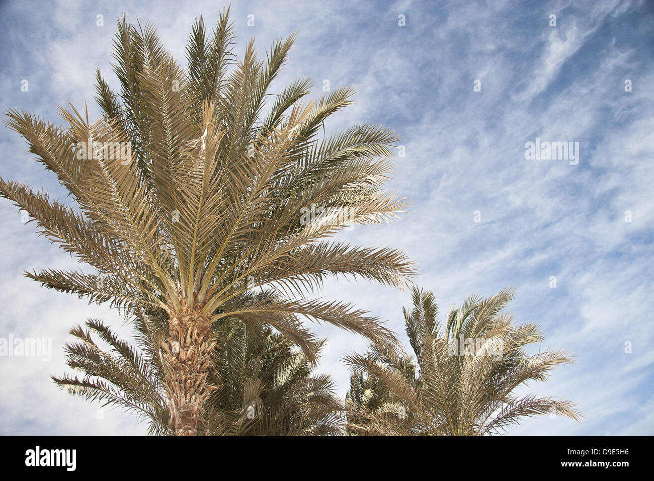 African Palm trees at bright summer day Stock Photo - Alamy