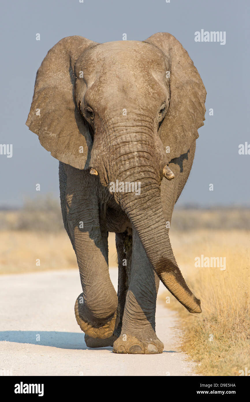 African Bush Elephant, African Savanna Elephant, Afrikanischer Elefant ...