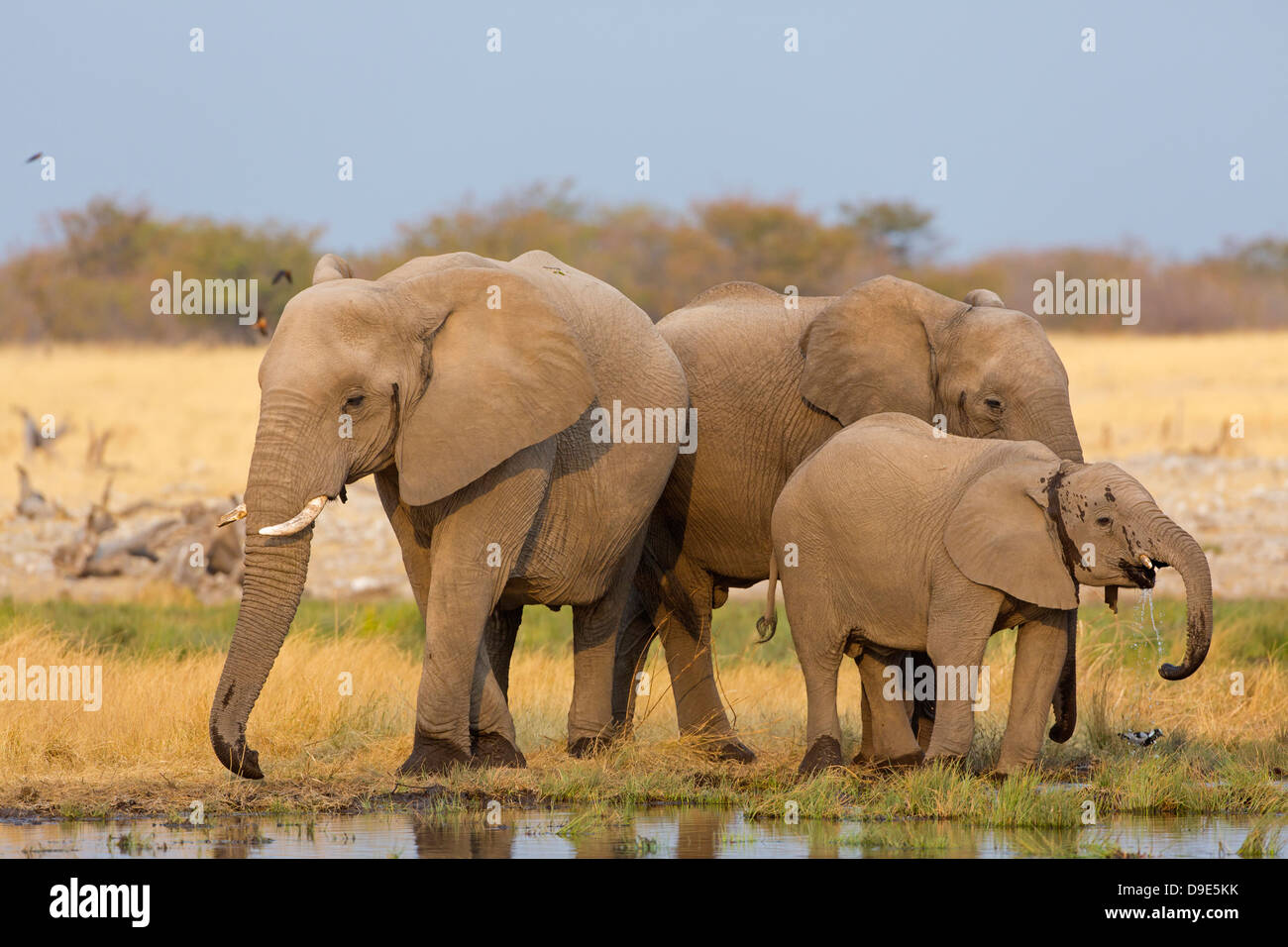 African Bush Elephant, African Savanna Elephant, Afrikanischer Elefant ...