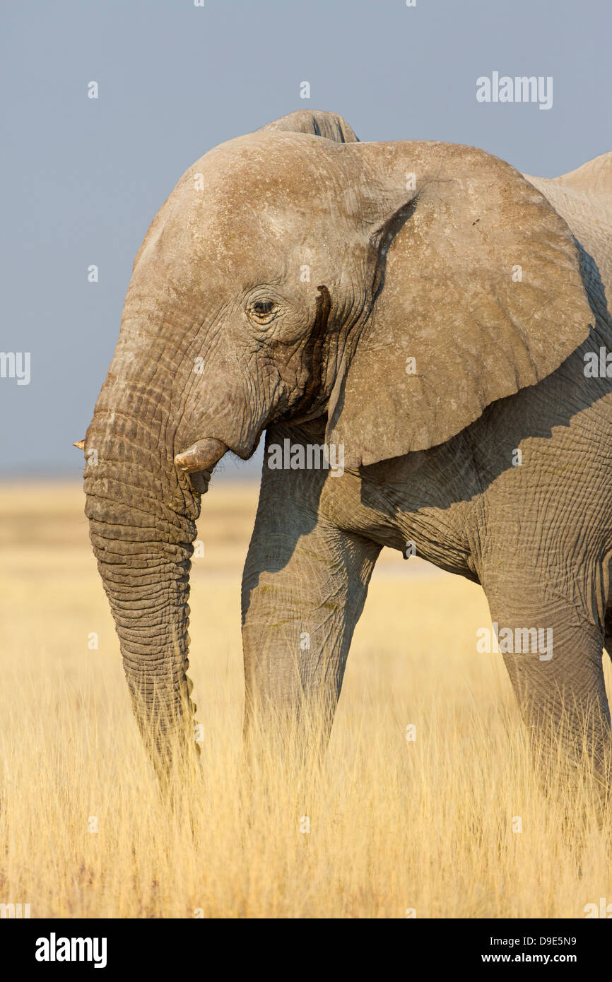 Savanna african bush elephants hi-res stock photography and images - Alamy