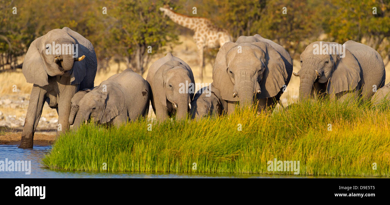 African Bush Elephant, African Savanna Elephant, Afrikanischer Elefant ...