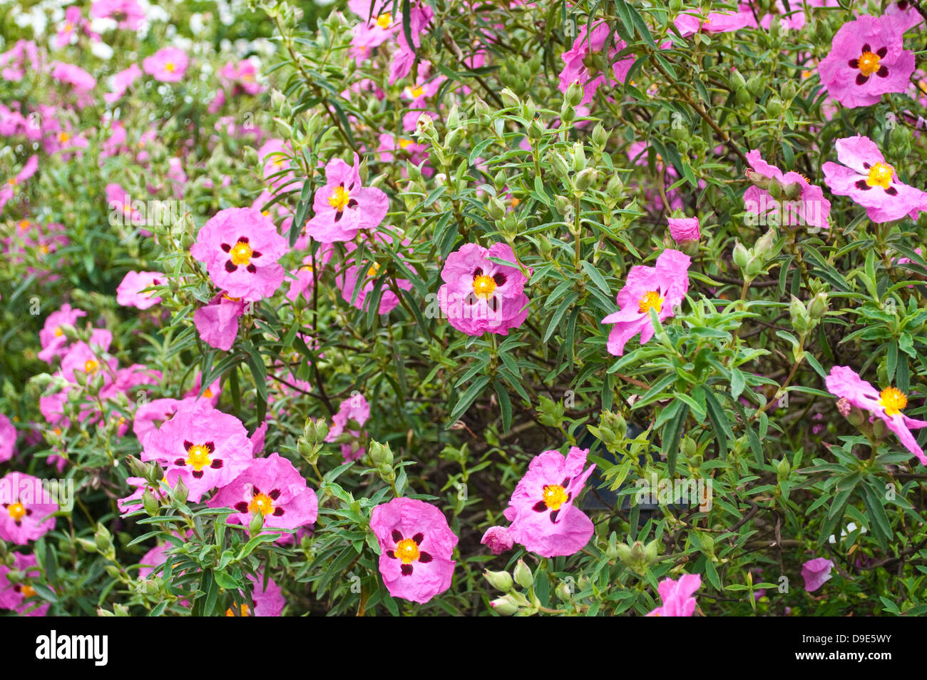 Cistus x purpureus rock rose hi-res stock photography and images - Alamy