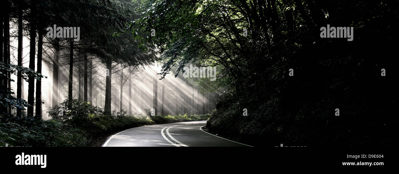 Road in forest with beams of light Stock Photo - Alamy