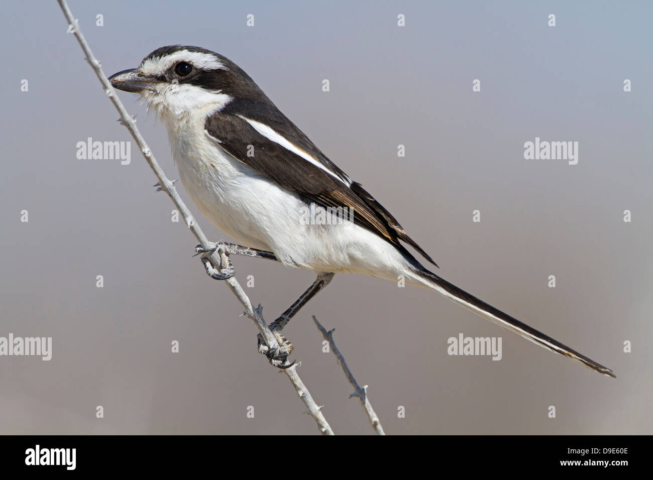 Fiskalwürger, Fiscal Shrike, Common Fiscal, Lanius collaris Stock Photo ...