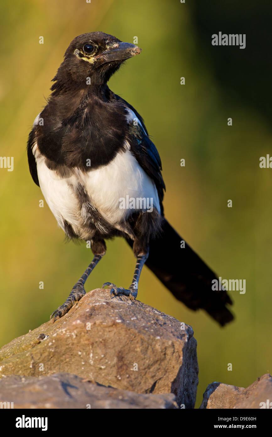 Black-billed Magpie, Magpie, Pica pica, Elster Stock Photo - Alamy