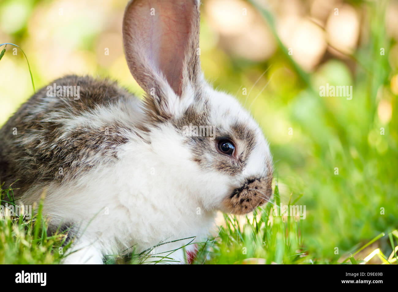 Little white rabbit or bunny sitting in grass with green background ...