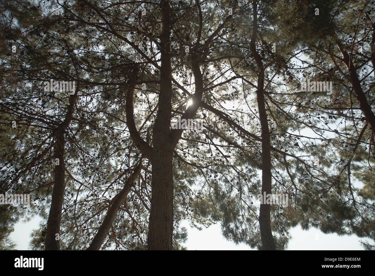 The upper branches canopy hi-res stock photography and images - Alamy