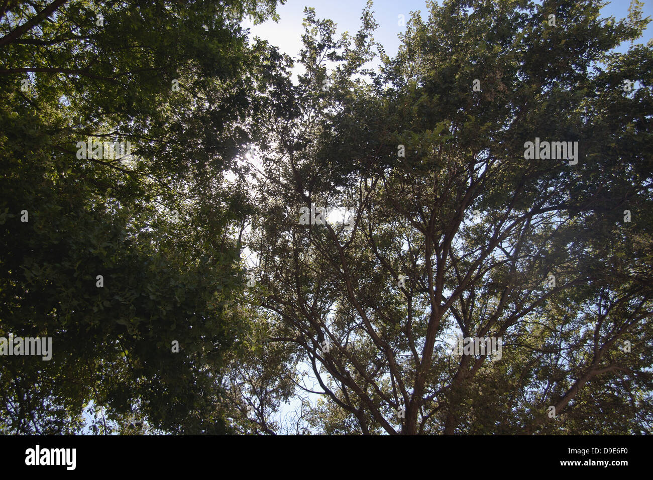 The upper branches canopy hi-res stock photography and images - Alamy