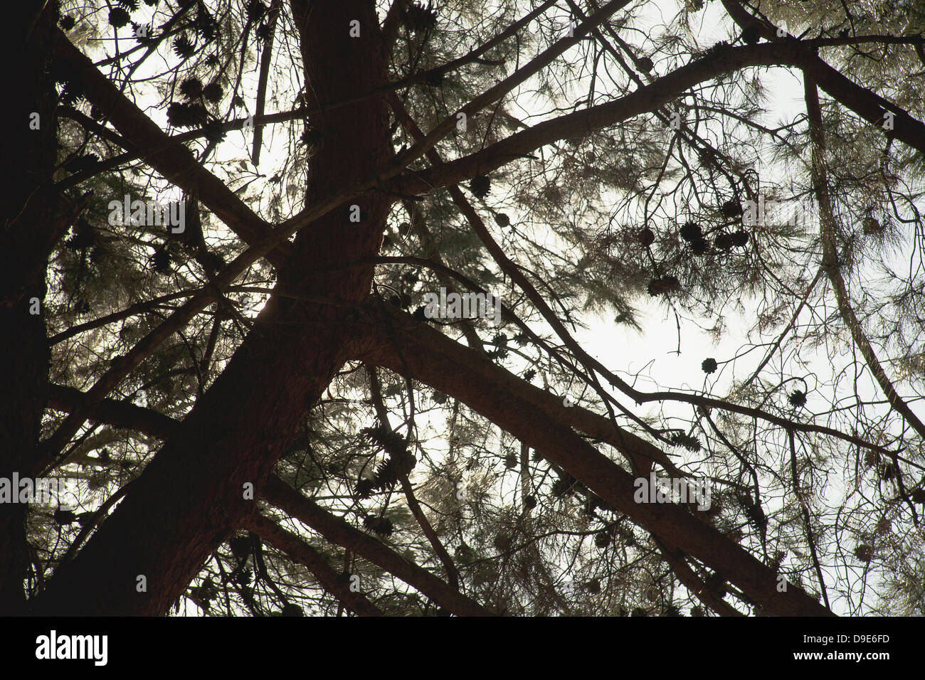 Upper branches of fir trees Stock Photo - Alamy
