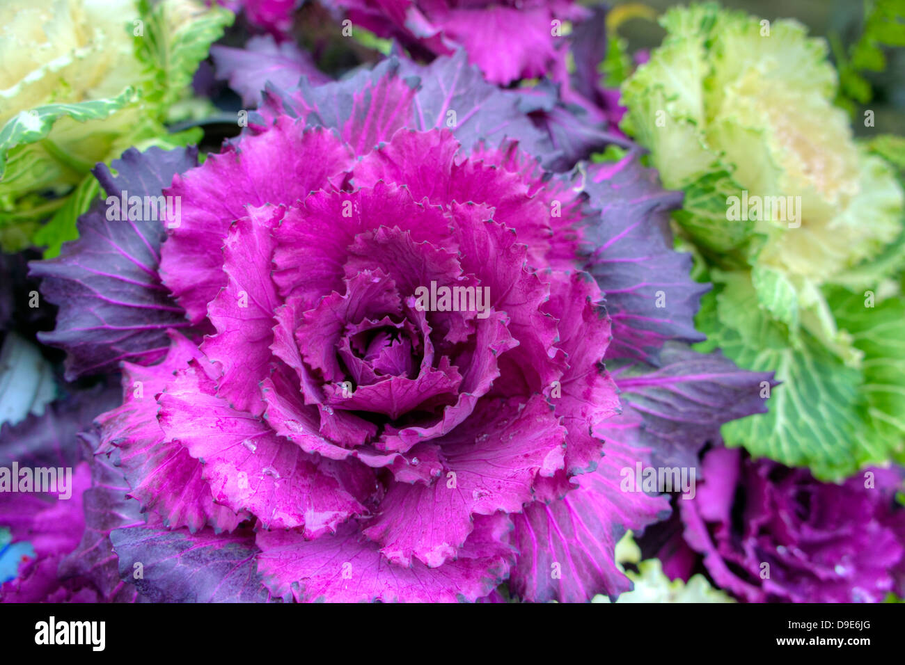 Ornamental vegetable bed hi-res stock photography and images - Alamy
