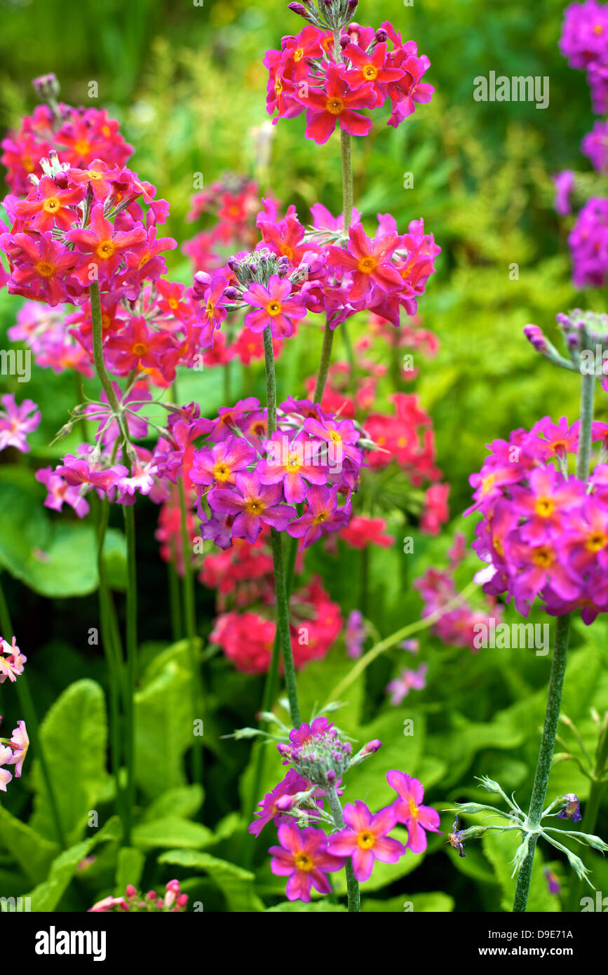 Candelabra Primula "Primula beesiana" "Primula japonica" and "Primula ...
