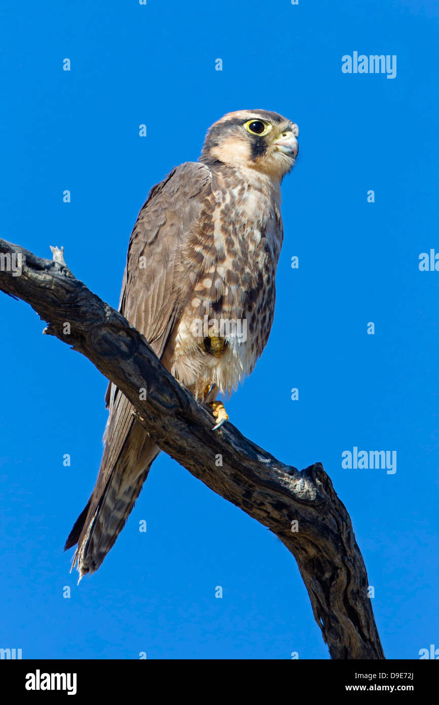 Lanner falcon bird hi-res stock photography and images - Alamy