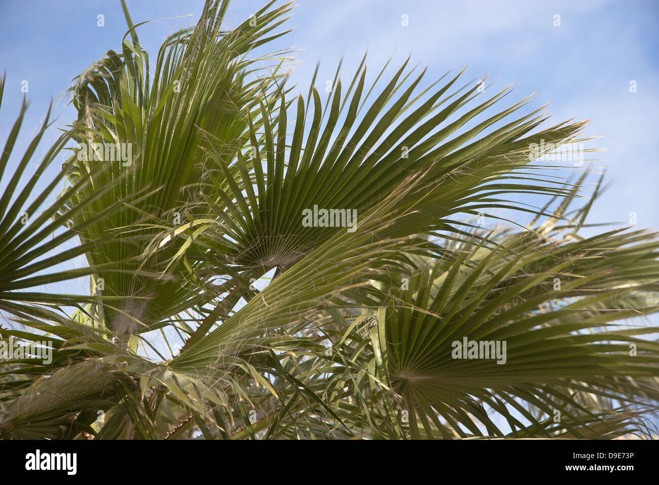 African Palm trees at bright summer day Stock Photo - Alamy