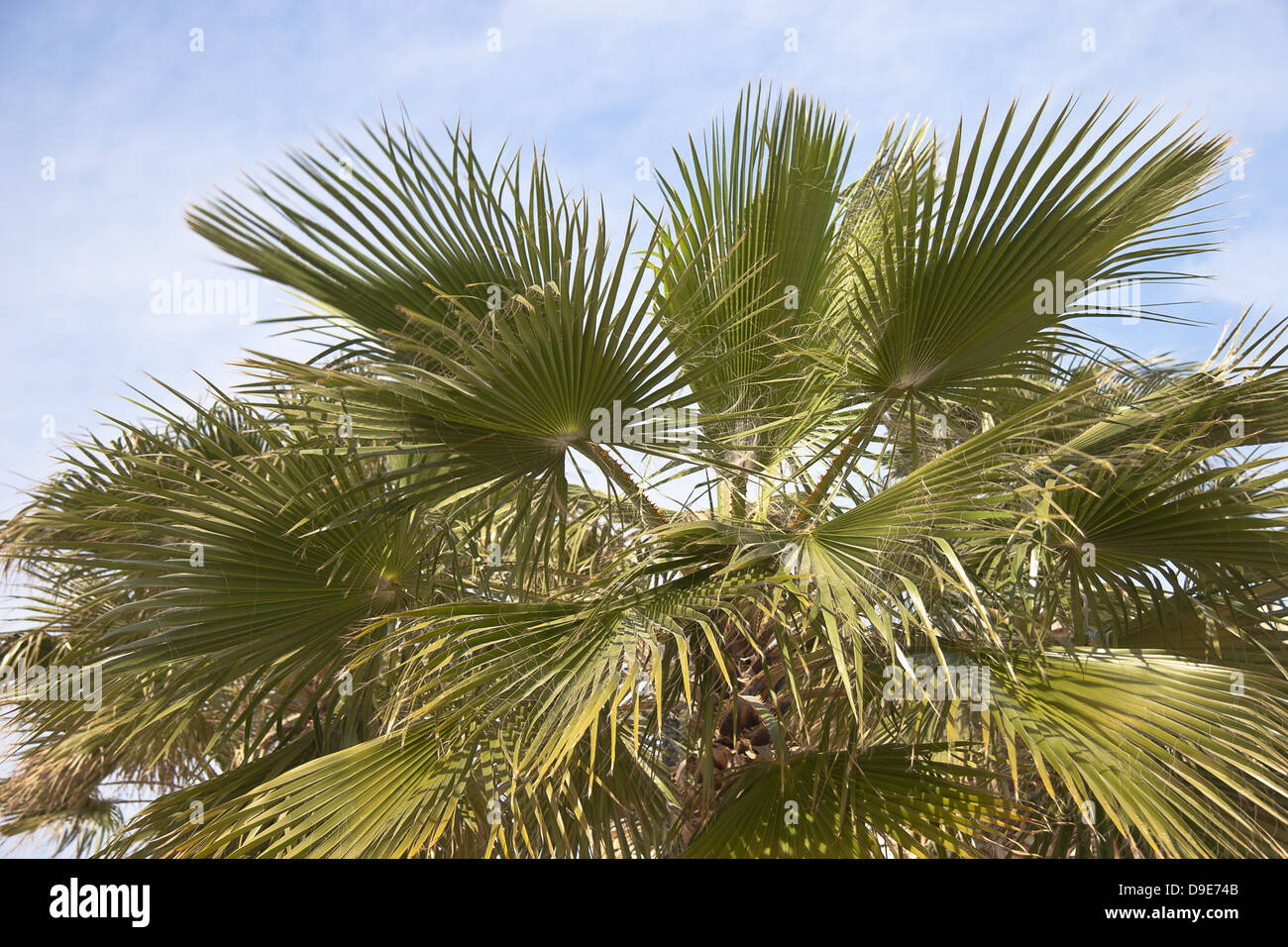 African Palm trees at bright summer day Stock Photo - Alamy