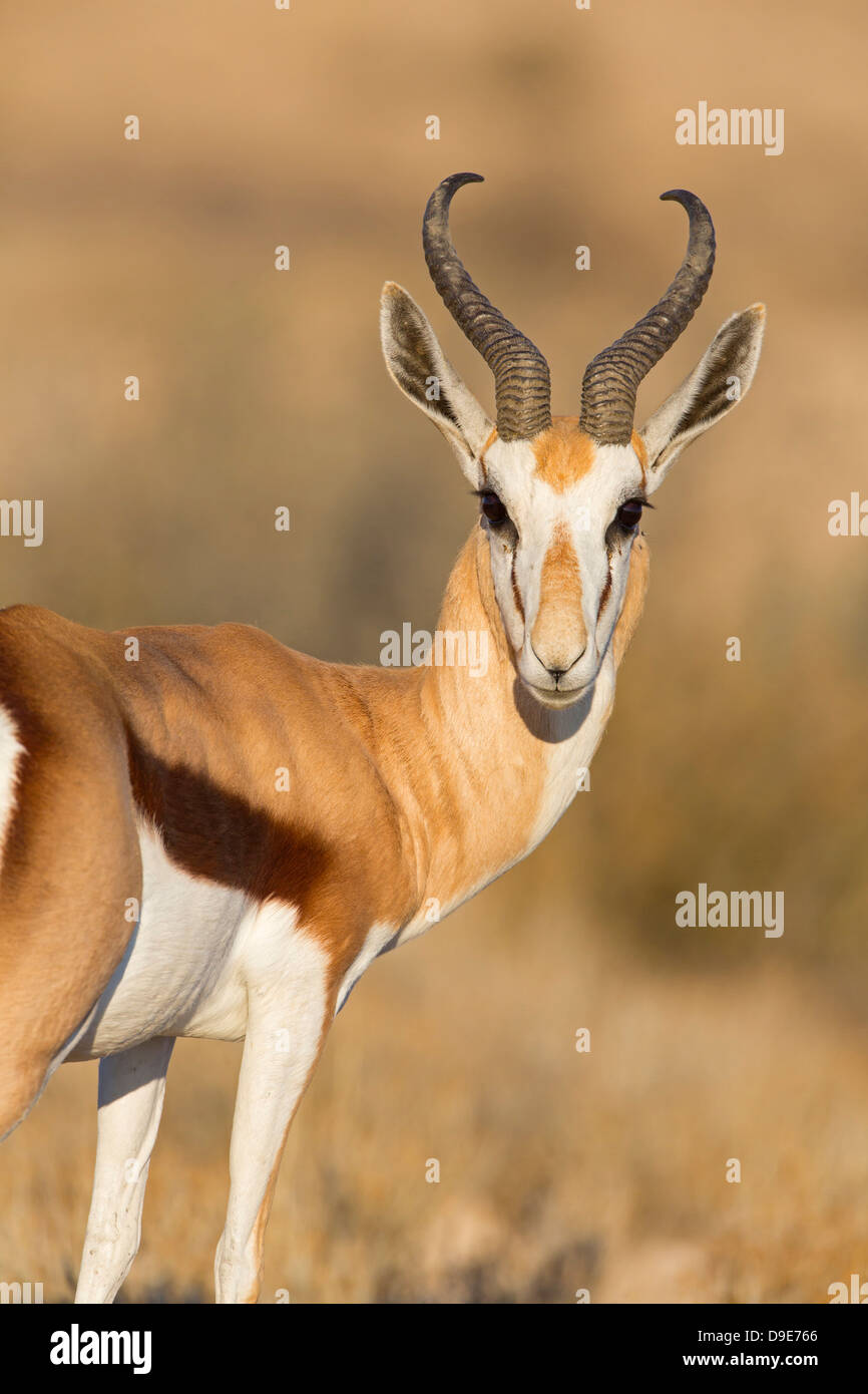 Springbock, Springbok, Antidorcas marsupialis Stock Photo - Alamy