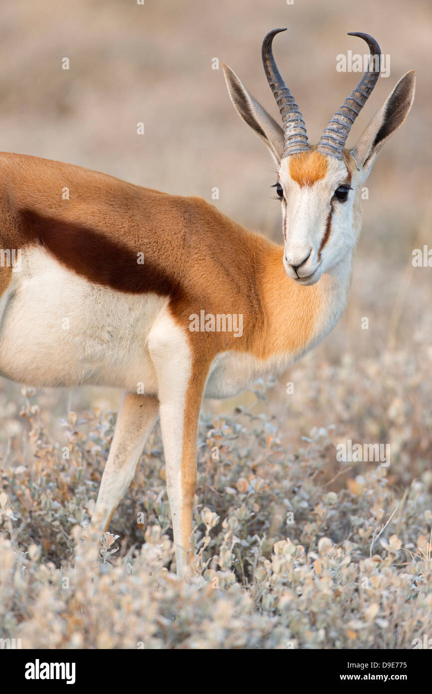 Springbock, Springbok, Antidorcas marsupialis Stock Photo - Alamy
