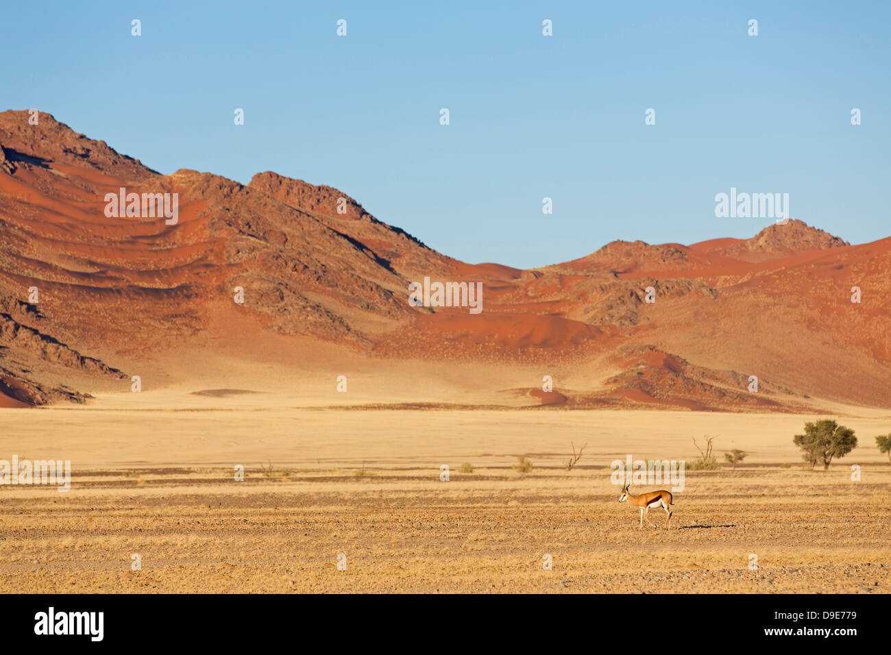 Springbock, Springbok, Antidorcas marsupialis Stock Photo - Alamy