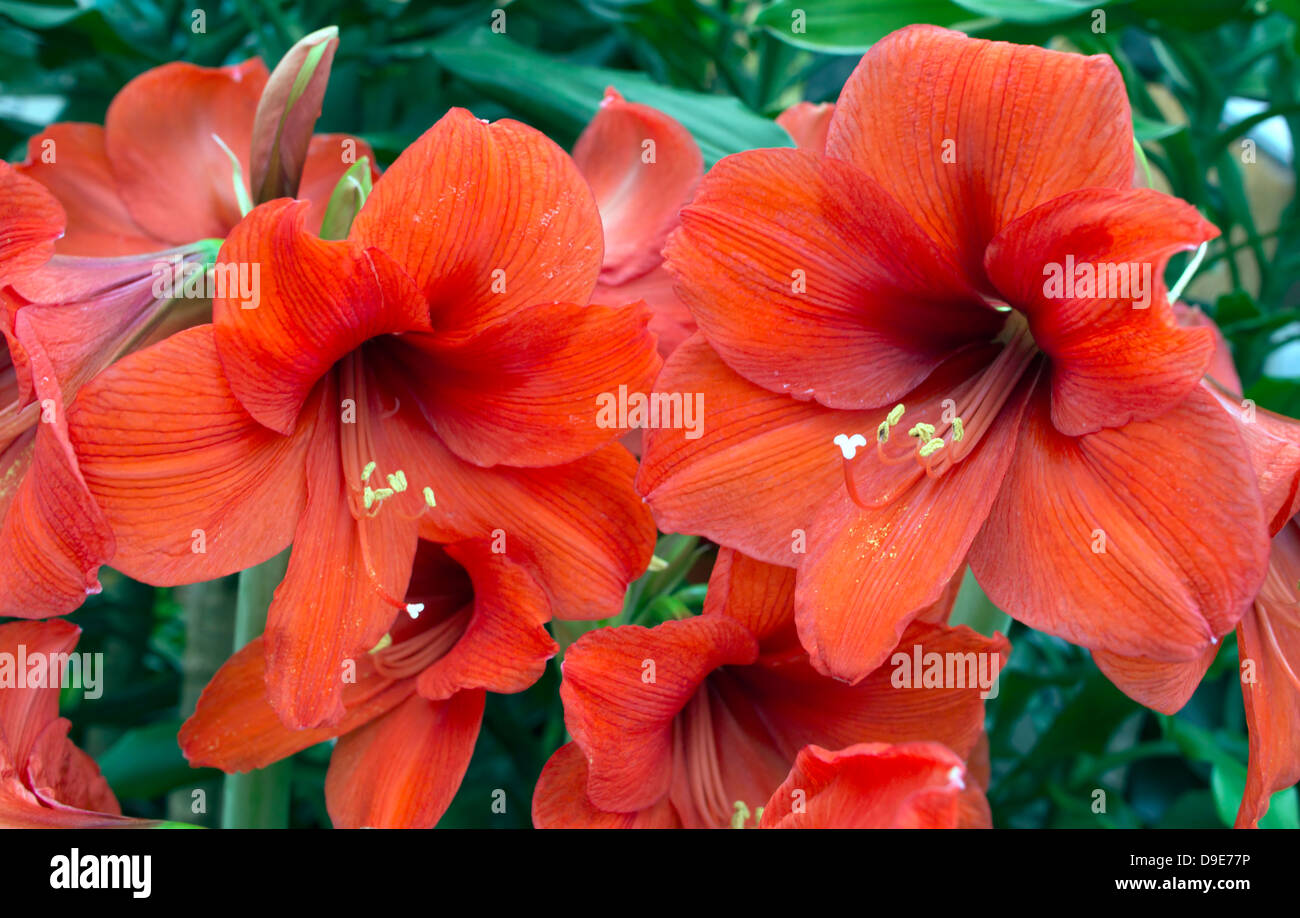 Large bight red amaryllis flowers close-up Stock Photo - Alamy