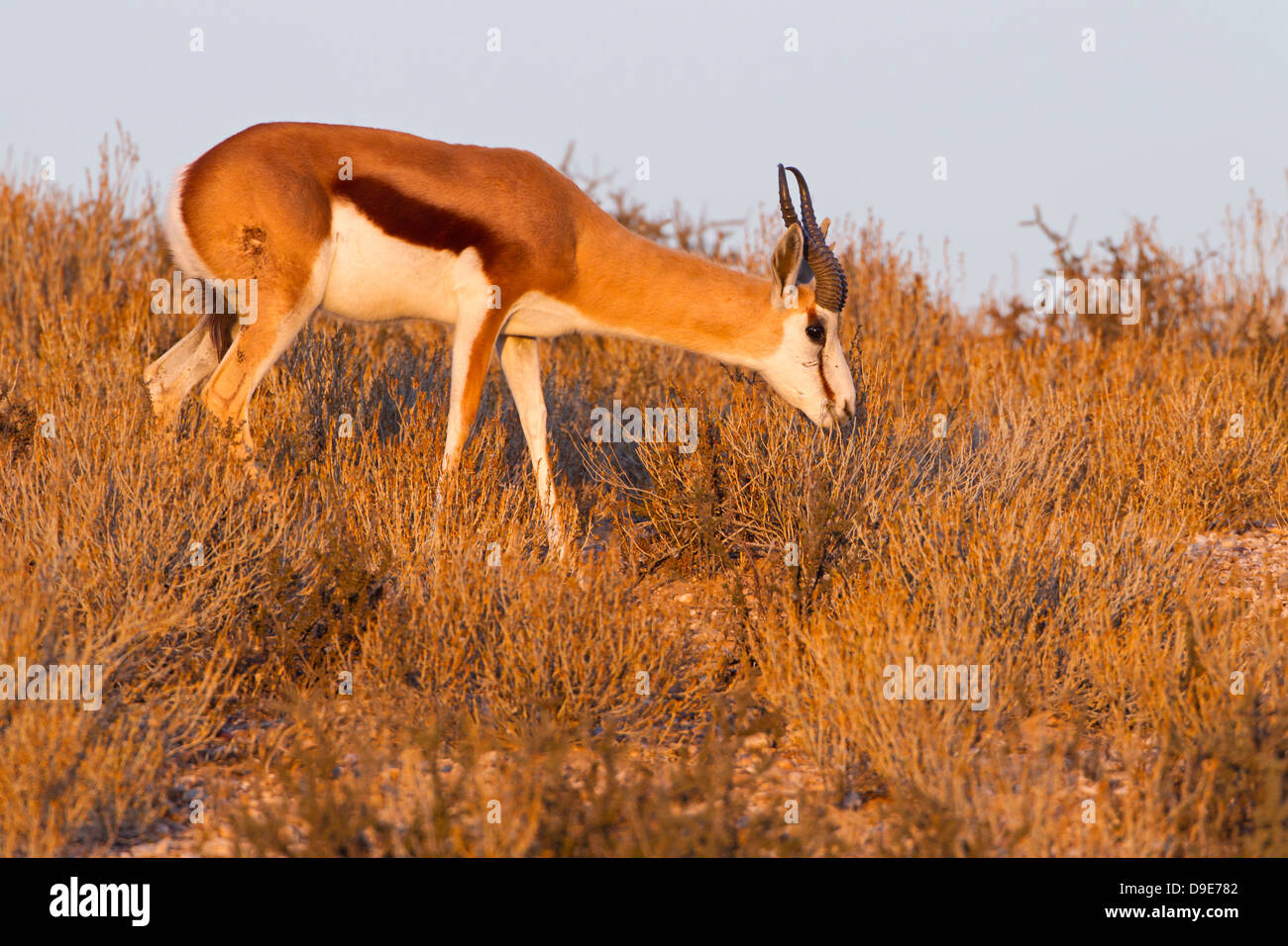 Springbock, Springbok, Antidorcas marsupialis Stock Photo - Alamy
