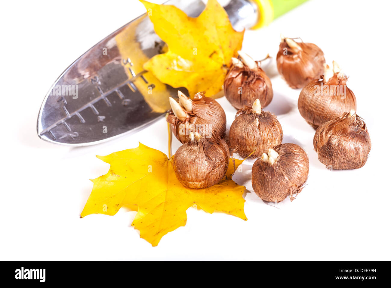 Yellow autumn crocus hi-res stock photography and images - Alamy