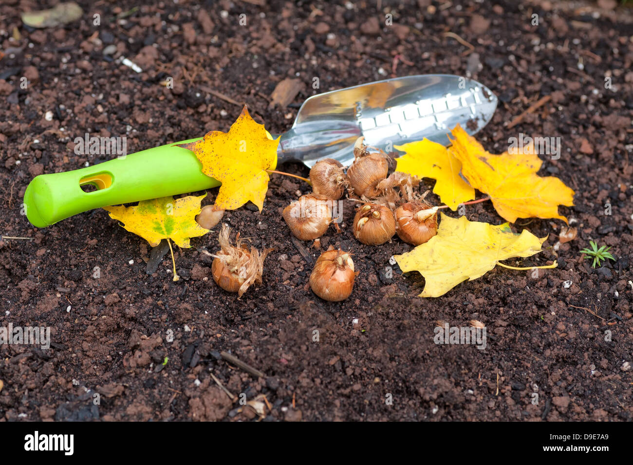 Planting crocus corm hi-res stock photography and images - Alamy