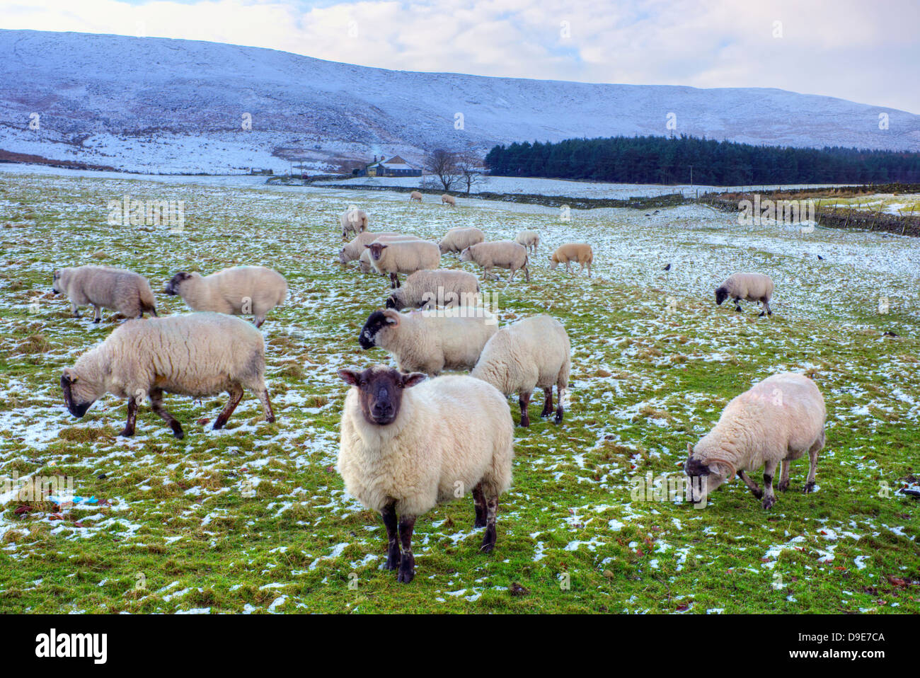 Black face sheep grazing in Peak District in winter Stock Photo - Alamy