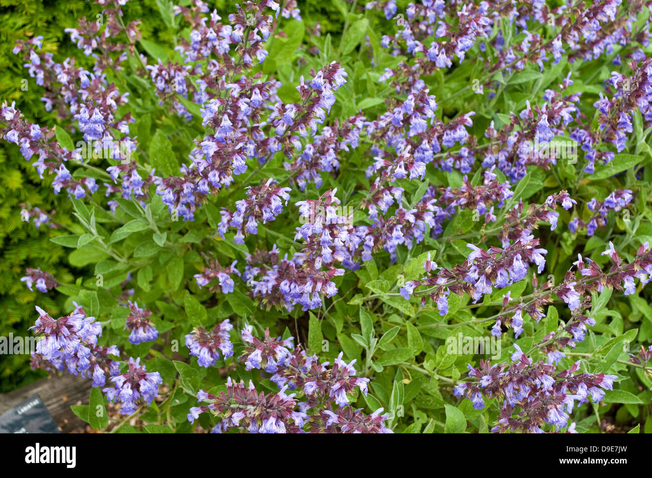 Flowering common sage, Salvia officinalis Stock Photo - Alamy