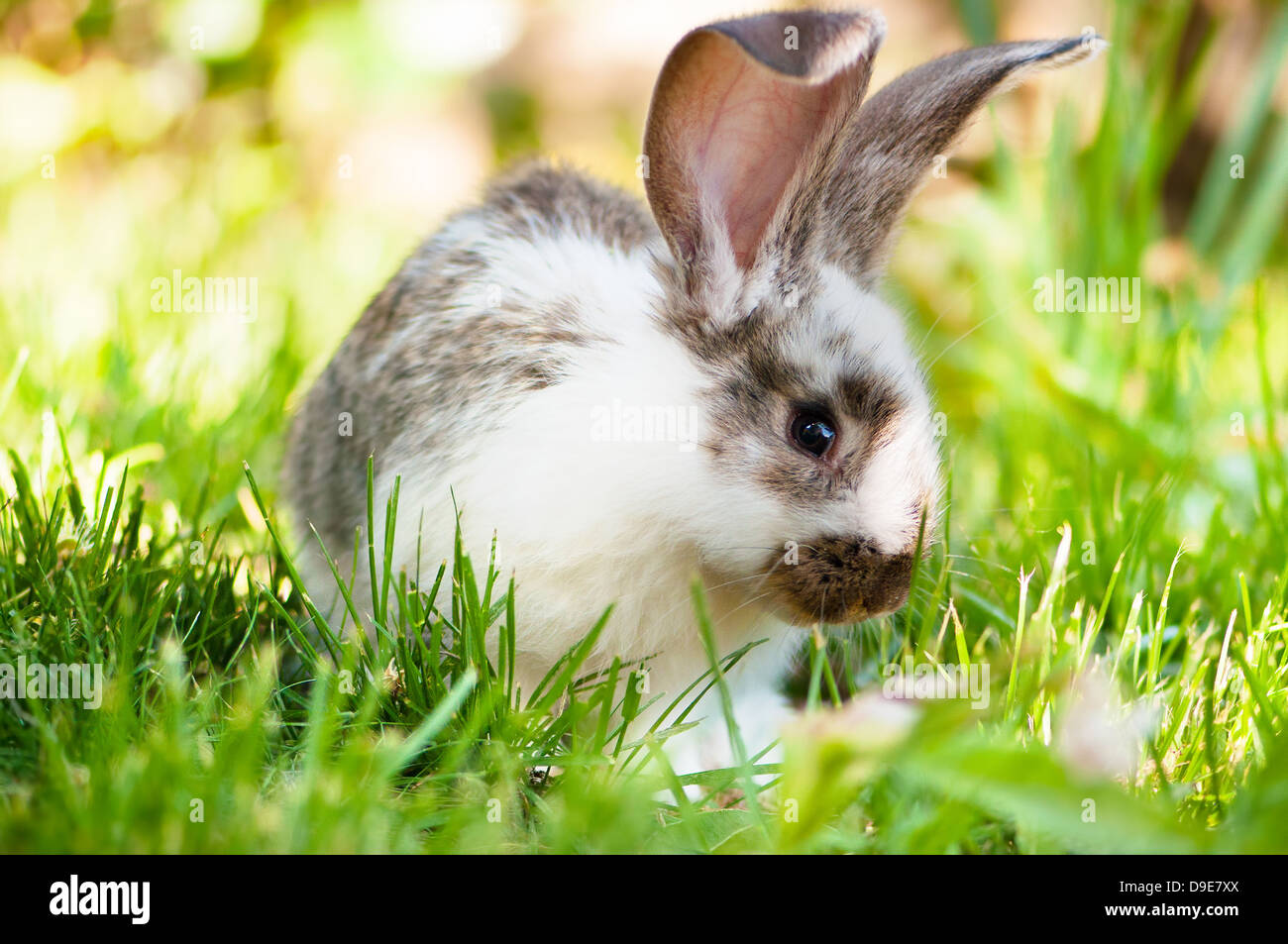 White rabbit teeth hi-res stock photography and images - Alamy