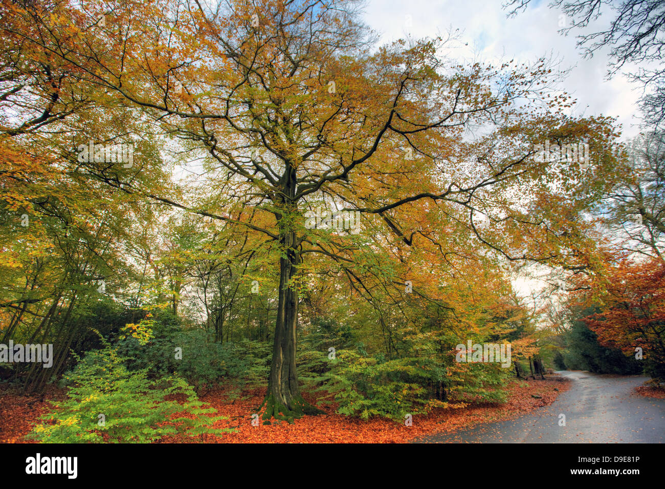 Autumnal trees in a park Stock Photo - Alamy