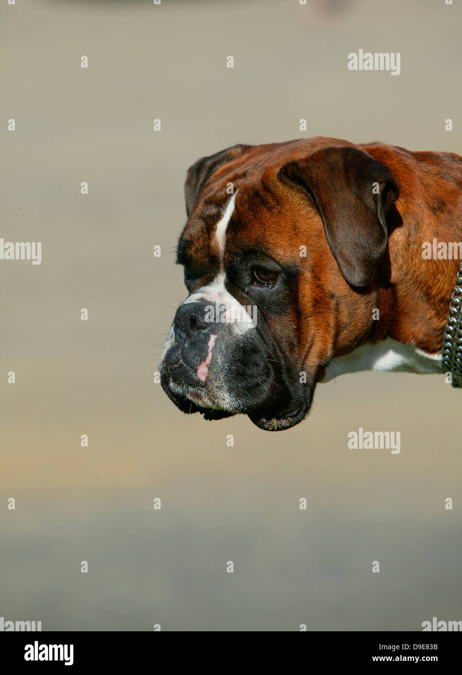 Bull dog hi-res stock photography and images - Alamy