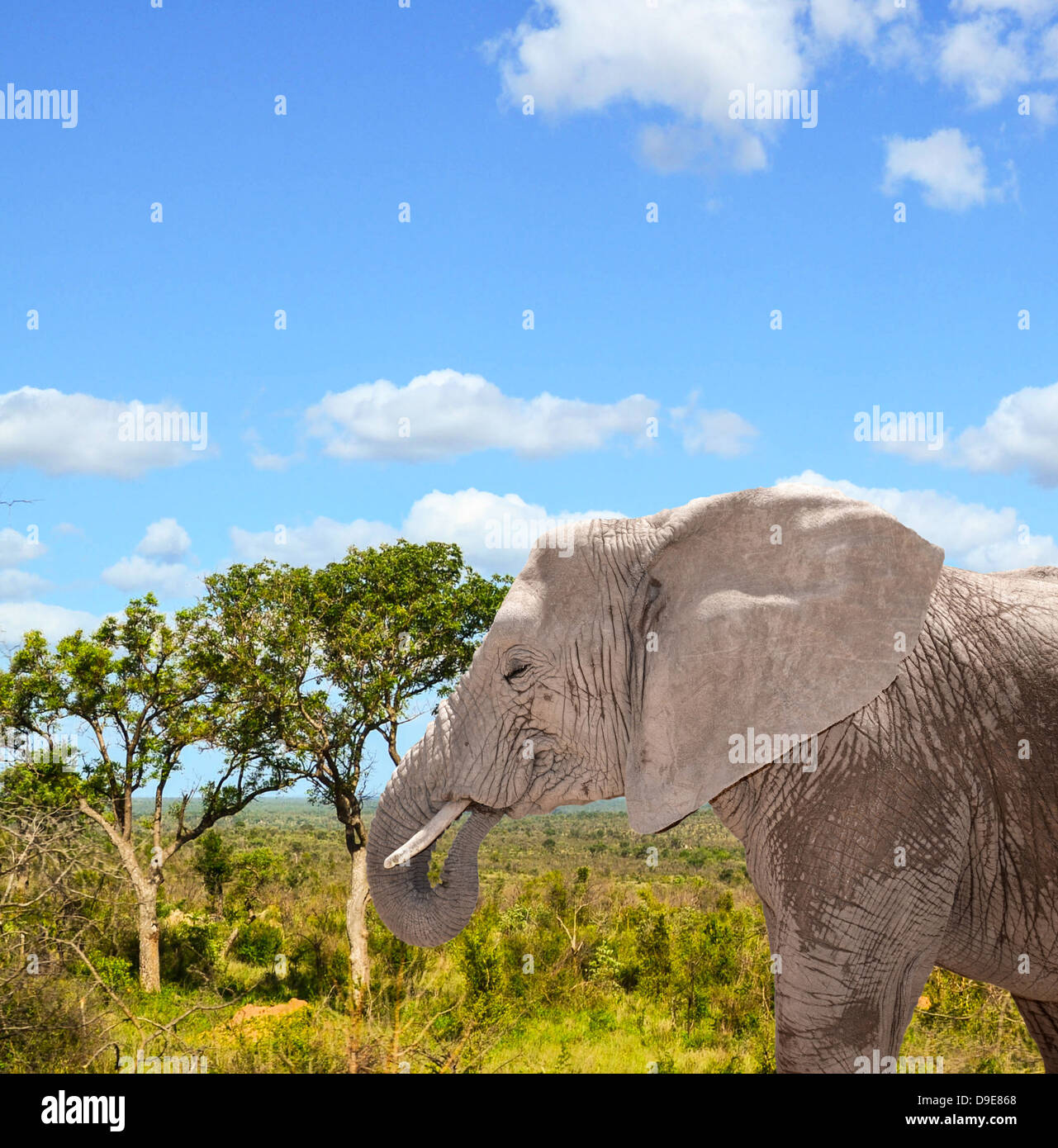 Samburu national reserve and elephant hi-res stock photography and ...