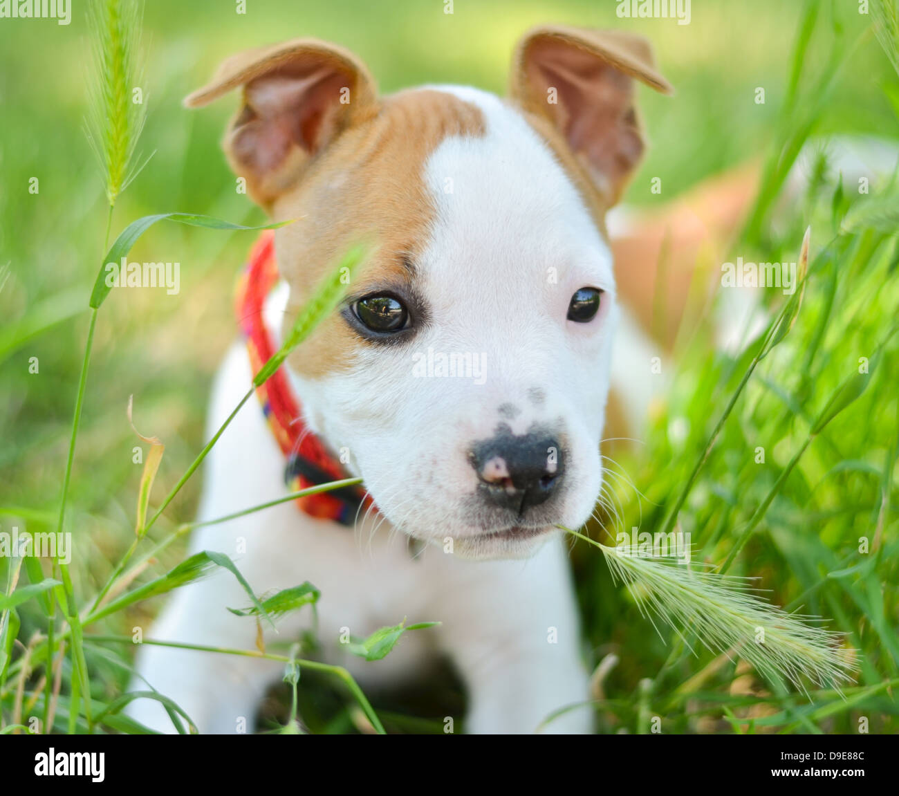 American Staffordshire cute terrier puppy chewing grass Stock Photo - Alamy