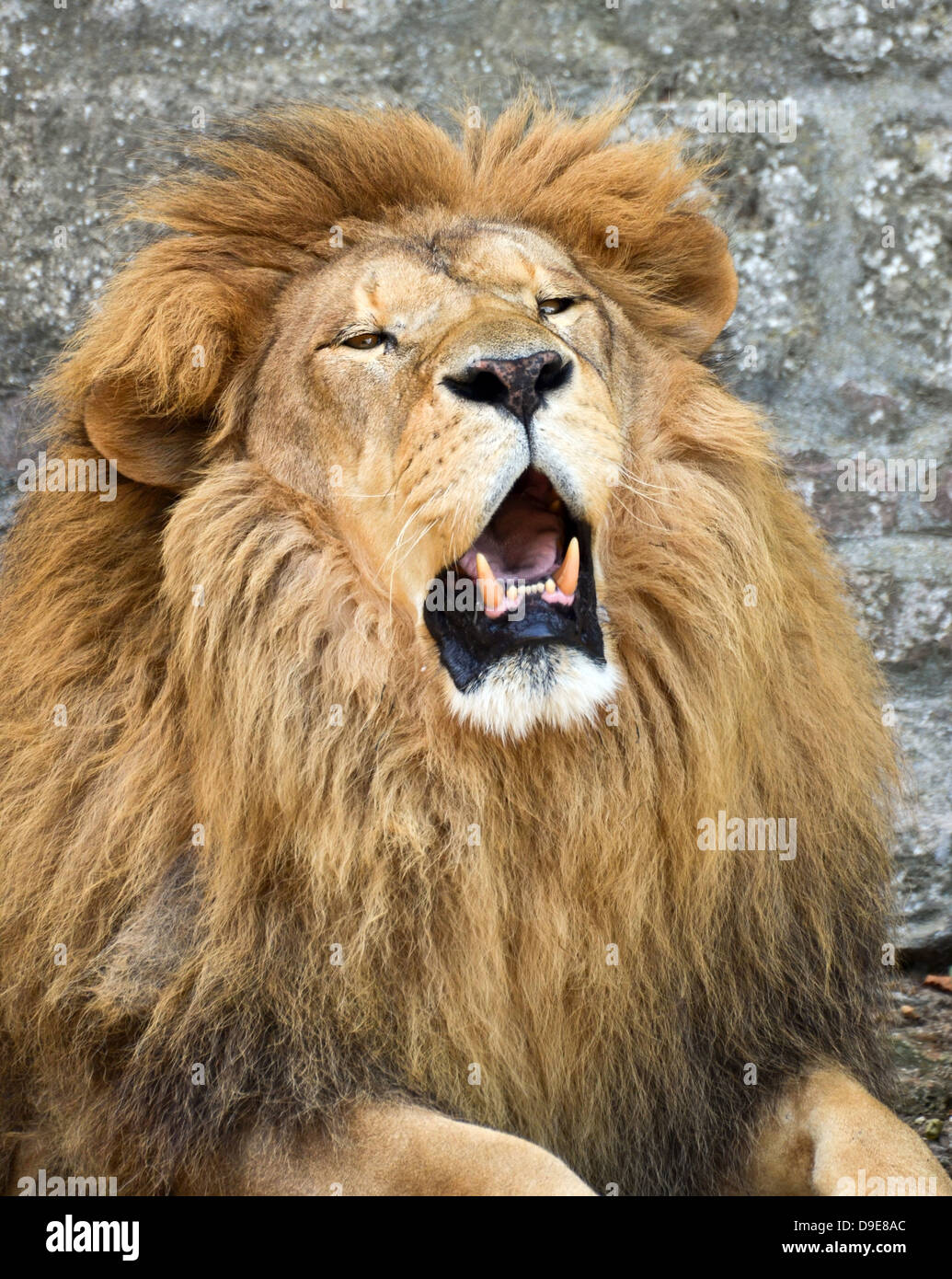 Angry African lion Stock Photo - Alamy