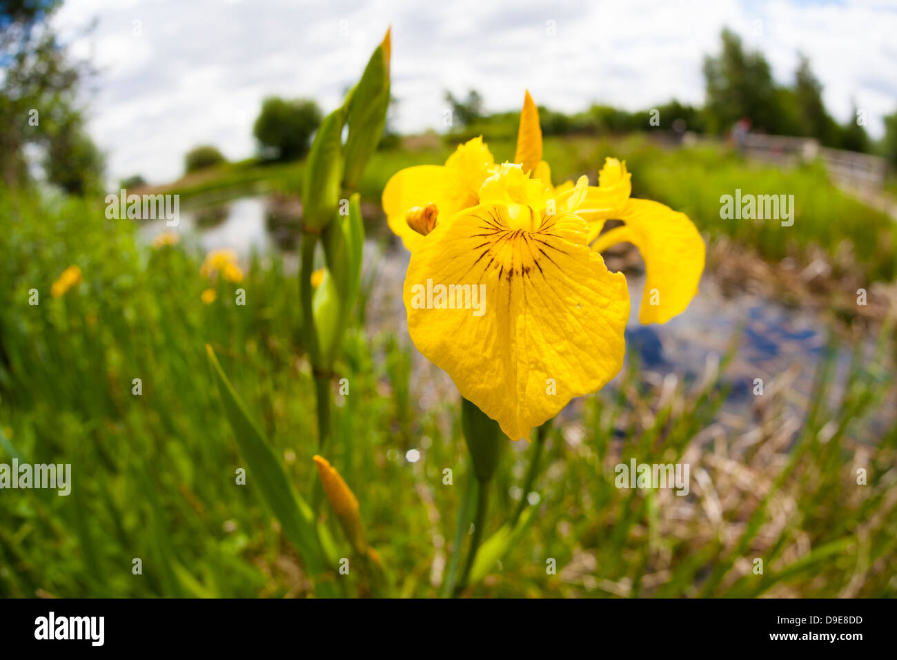 Angle of iris hi-res stock photography and images - Alamy