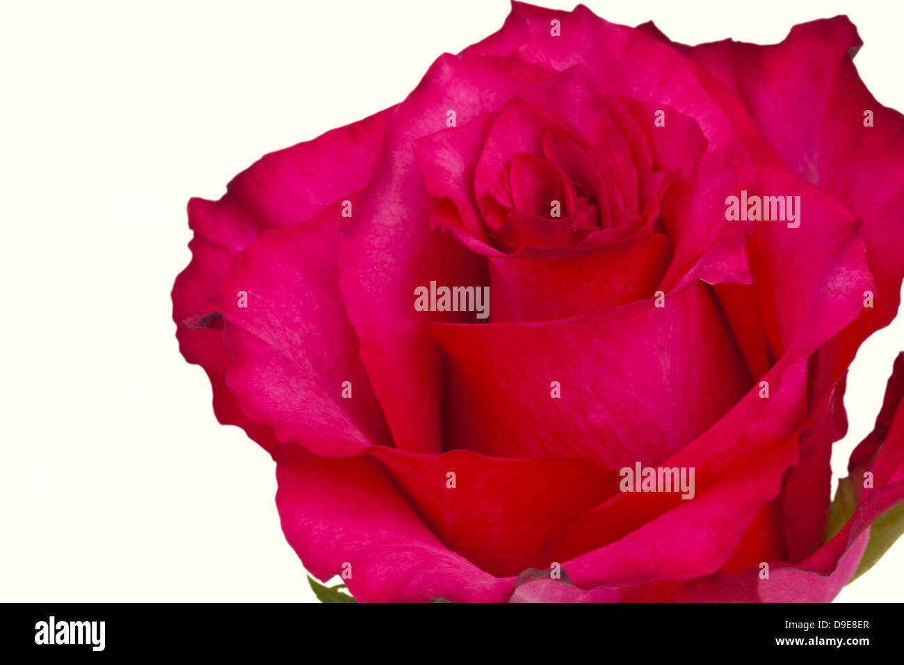 Deep pink rose isolated on white Stock Photo - Alamy