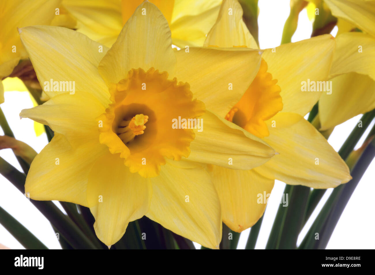 Bunch of golden daffodils hi-res stock photography and images - Alamy