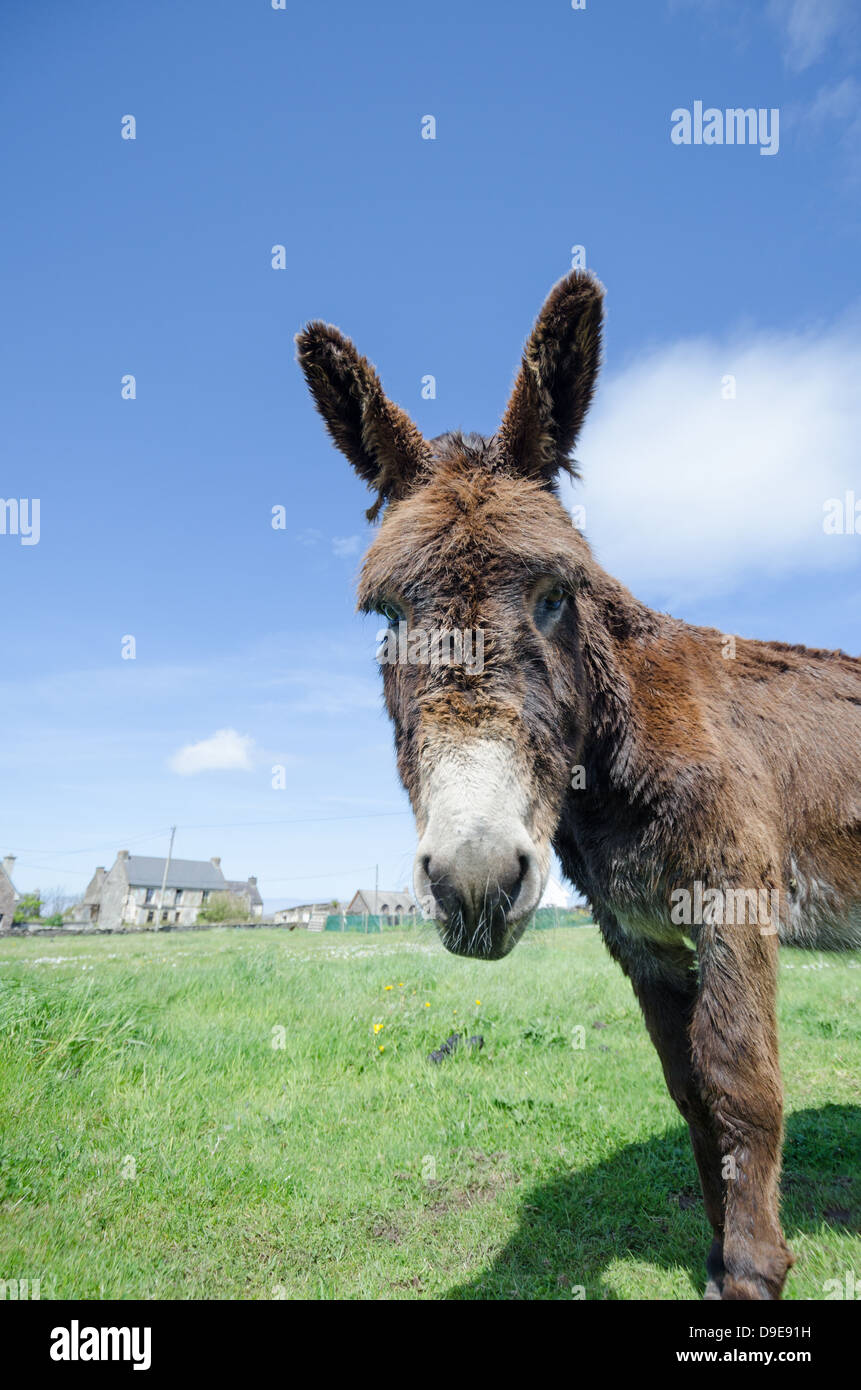 Donkey, dingle, co.Kerry, Ireland Stock Photo - Alamy