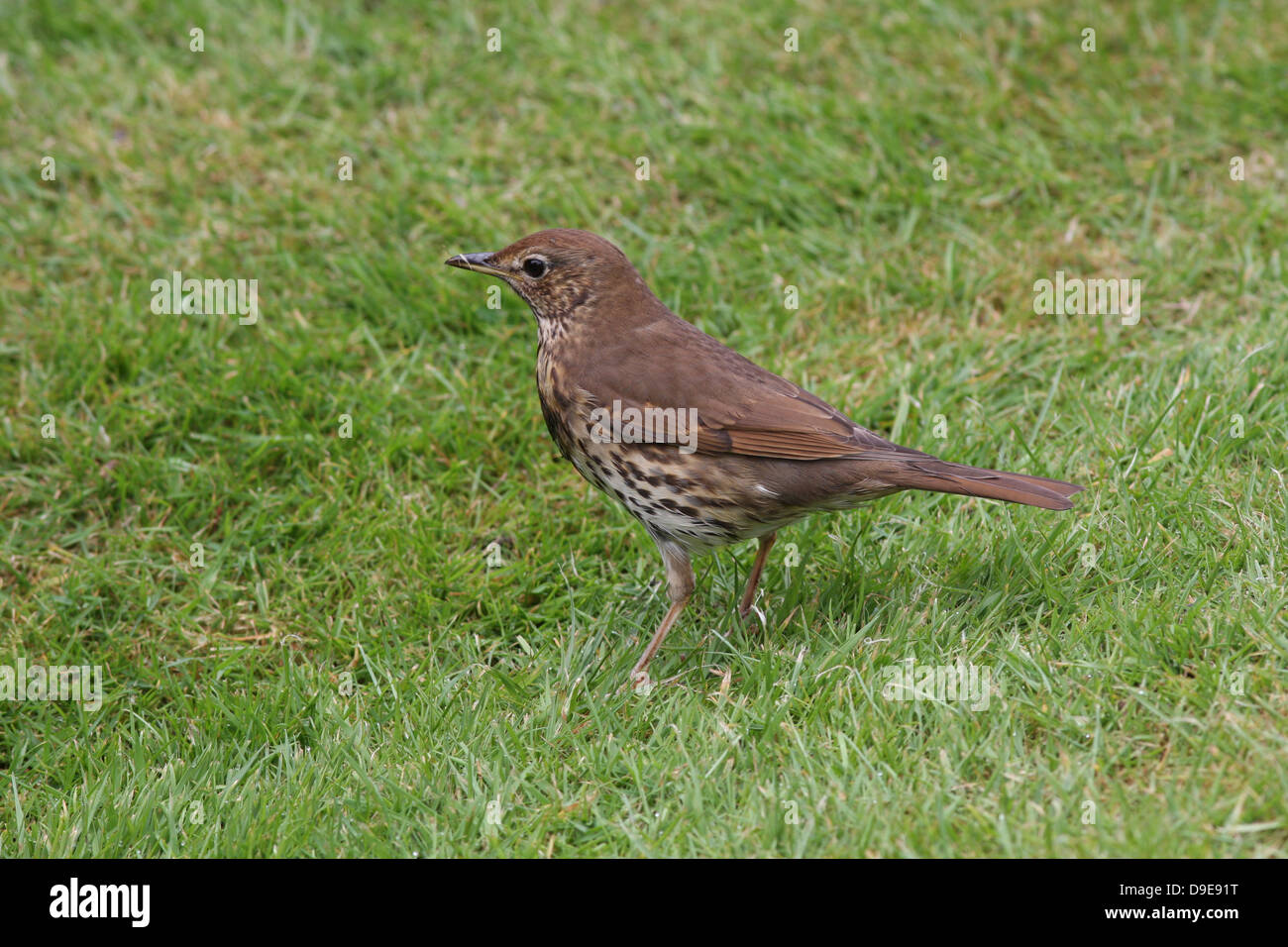 Thrush uk garden hi-res stock photography and images - Alamy