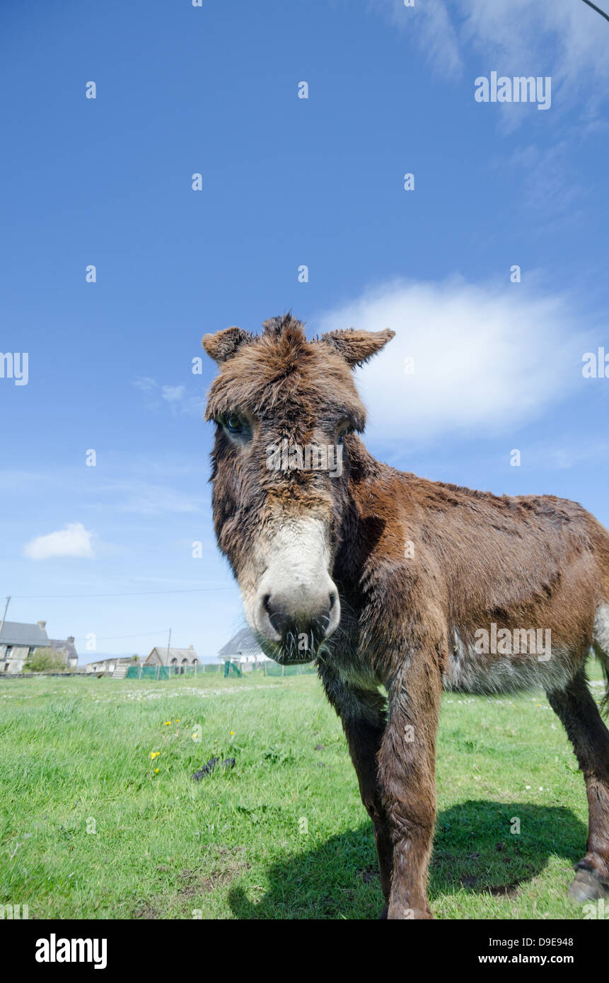 Donkey, dingle, co.Kerry, Ireland Stock Photo - Alamy