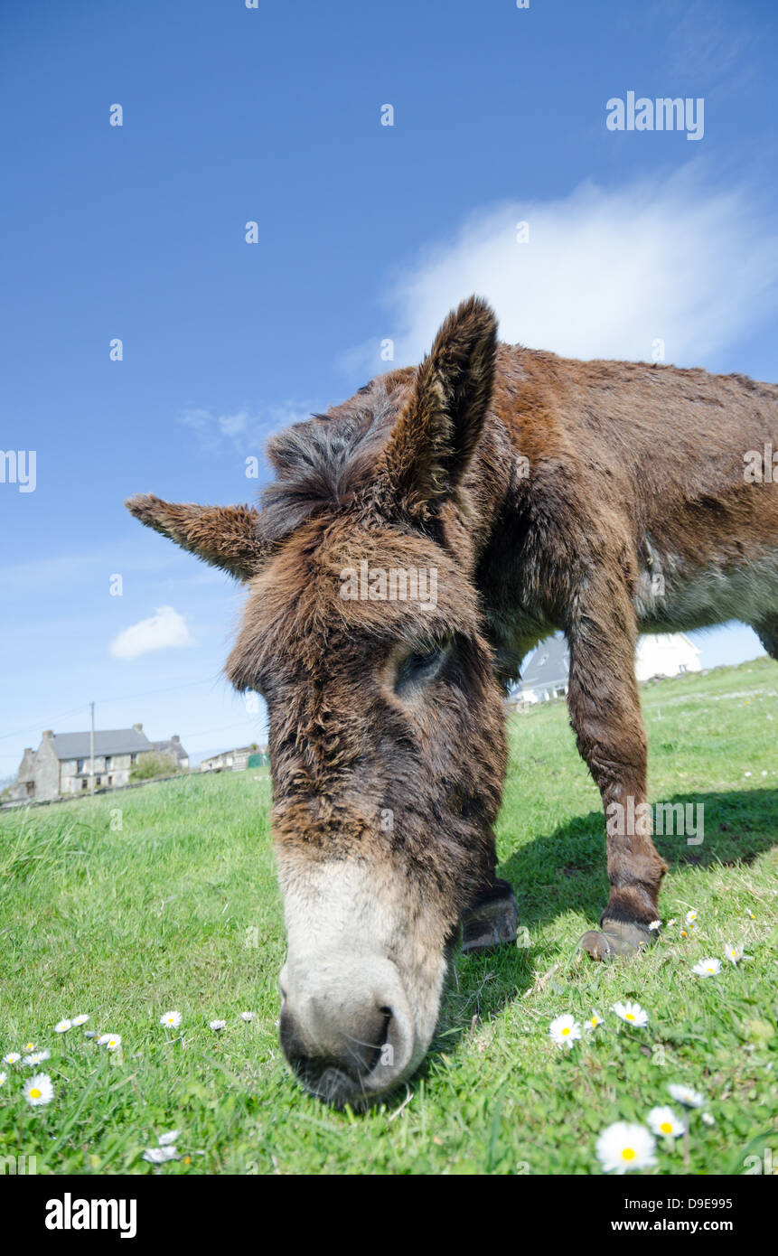 Donkey, dingle, co.Kerry, Ireland Stock Photo - Alamy