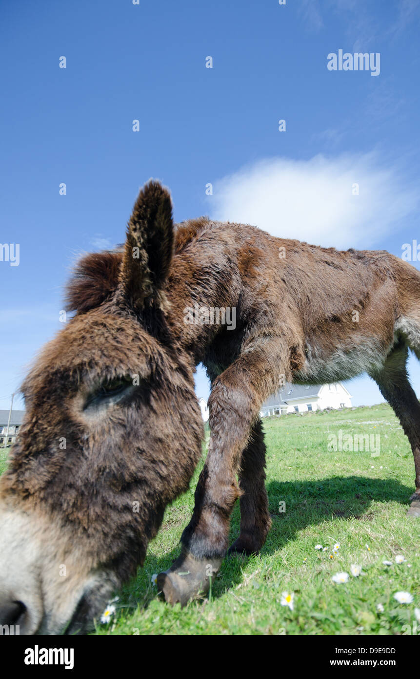 Donkey, dingle, co.Kerry, Ireland Stock Photo - Alamy