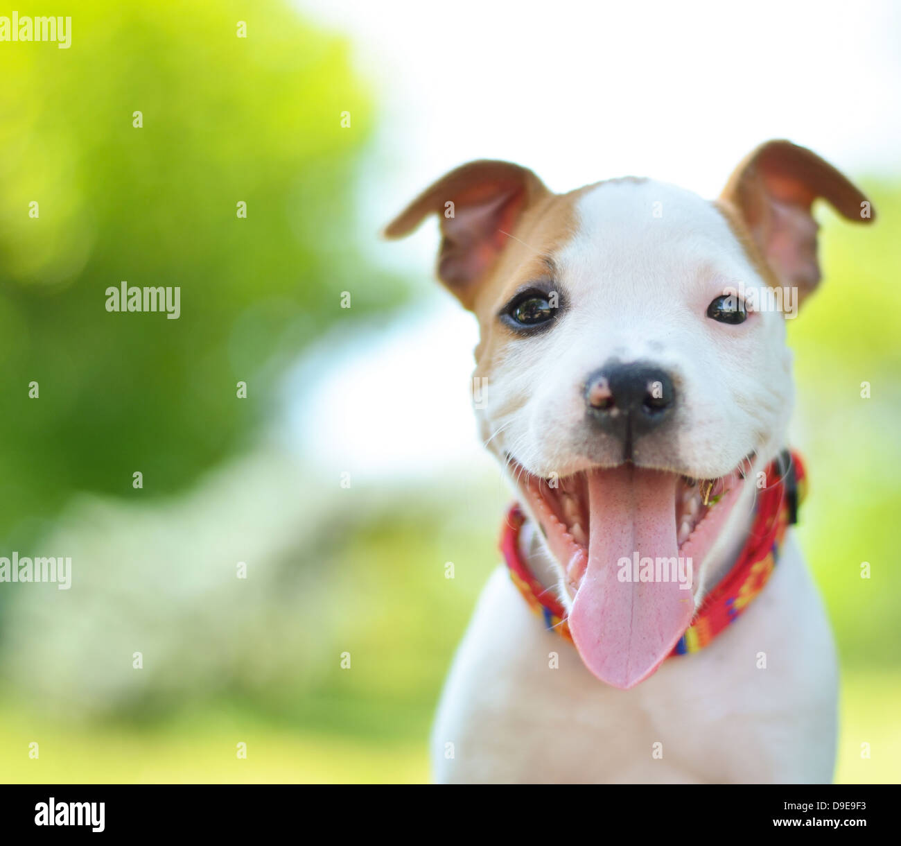 American staffordshire cute terrier hi-res stock photography and images ...