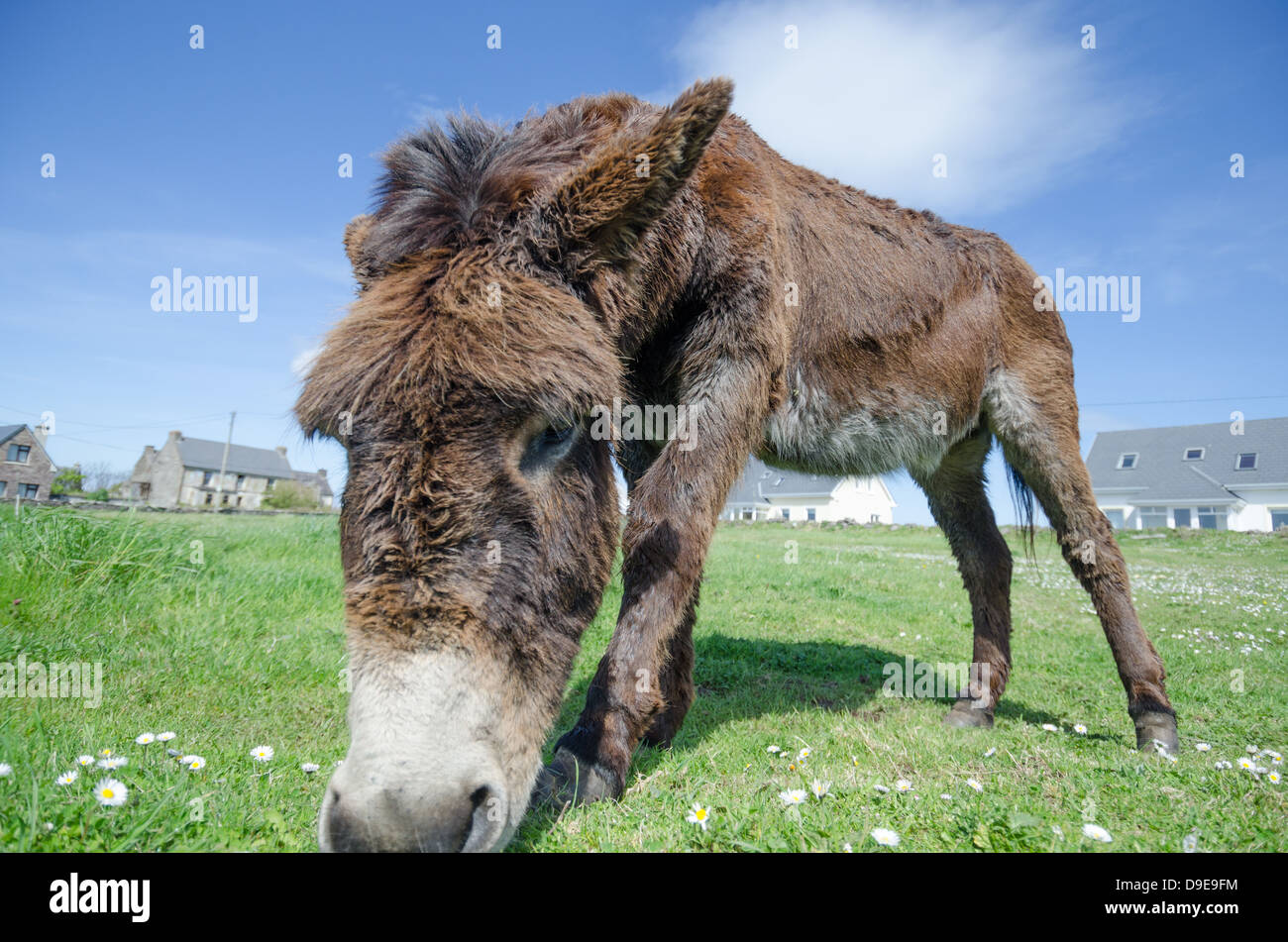 Donkey, dingle, co.Kerry, Ireland Stock Photo - Alamy