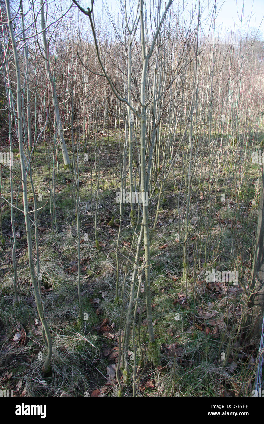 Ash Tree regeneration, with about two years growth, it was not clear if ...