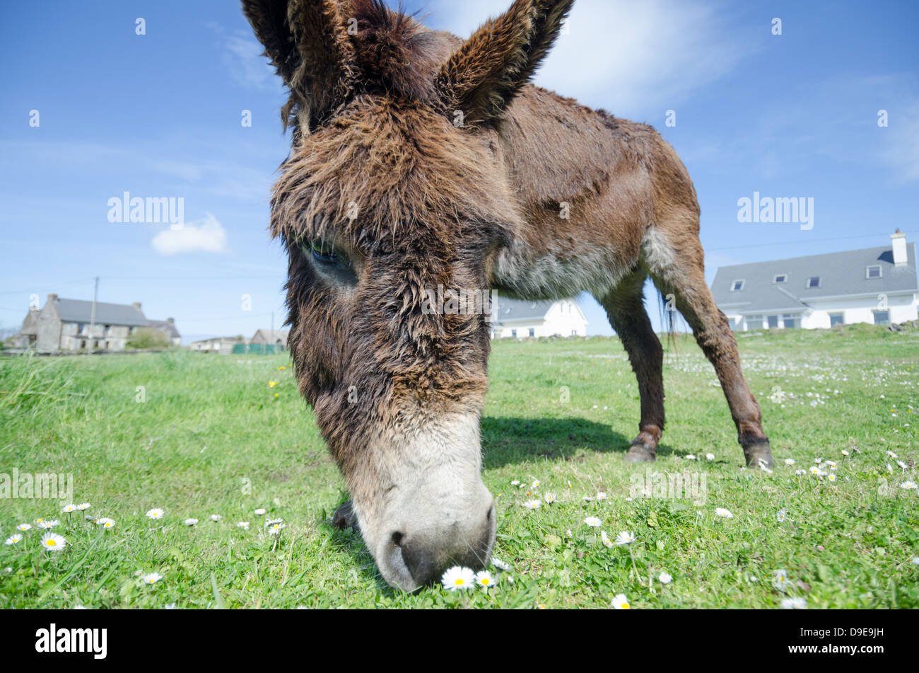 Donkey, dingle, co.Kerry, Ireland Stock Photo - Alamy
