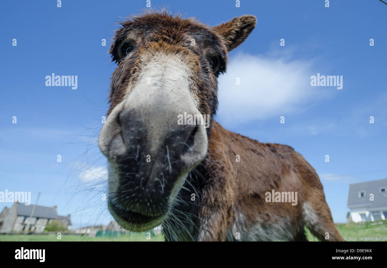 Donkey, dingle, co.Kerry, Ireland Stock Photo - Alamy