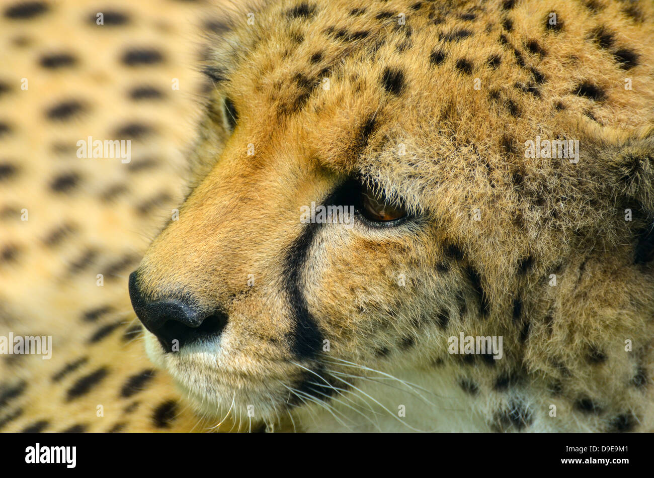 Cheetah closeup hi-res stock photography and images - Alamy